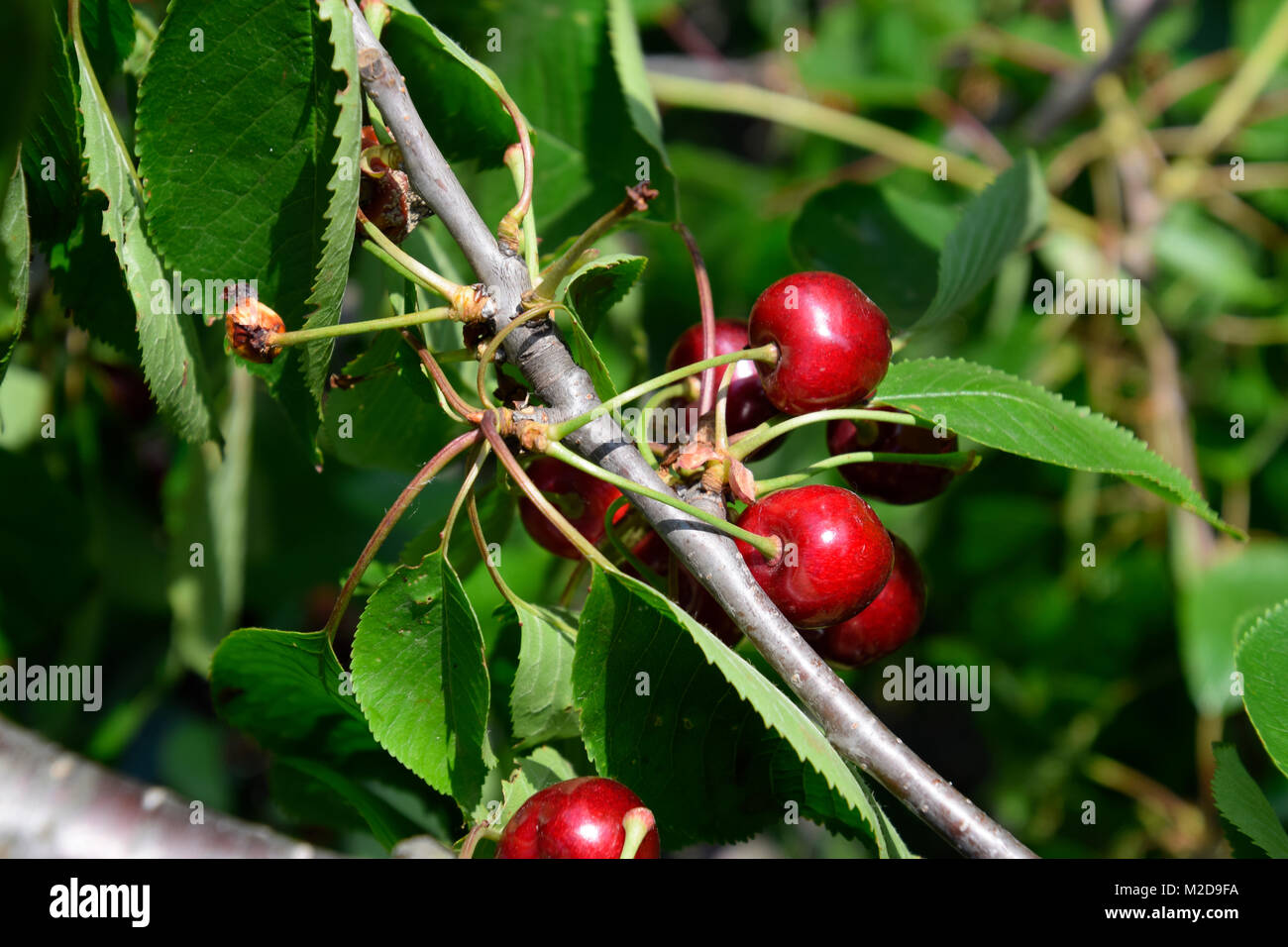 Ripe sweet cherry Stock Photo - Alamy