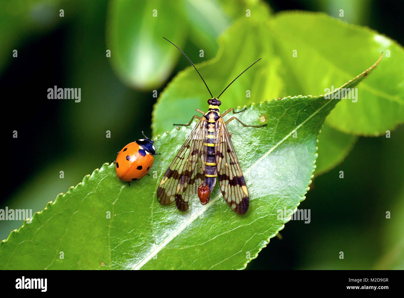 Creepy fly hi-res stock photography and images - Alamy