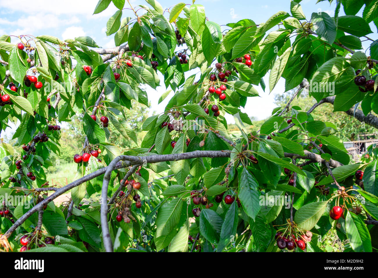 Ripe sweet cherry Stock Photo - Alamy