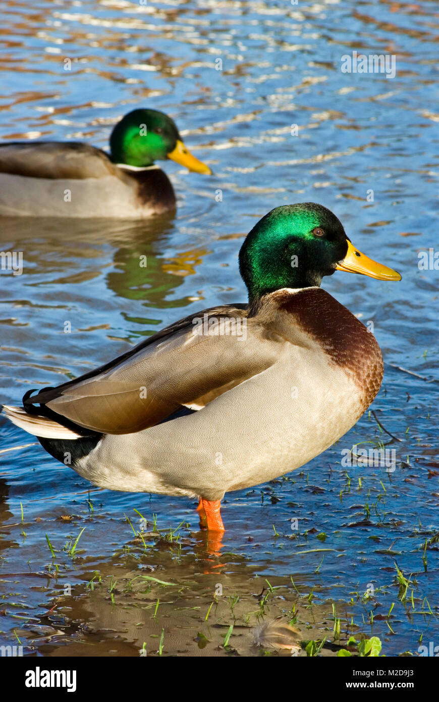 Mallard duck bird hi-res stock photography and images - Alamy