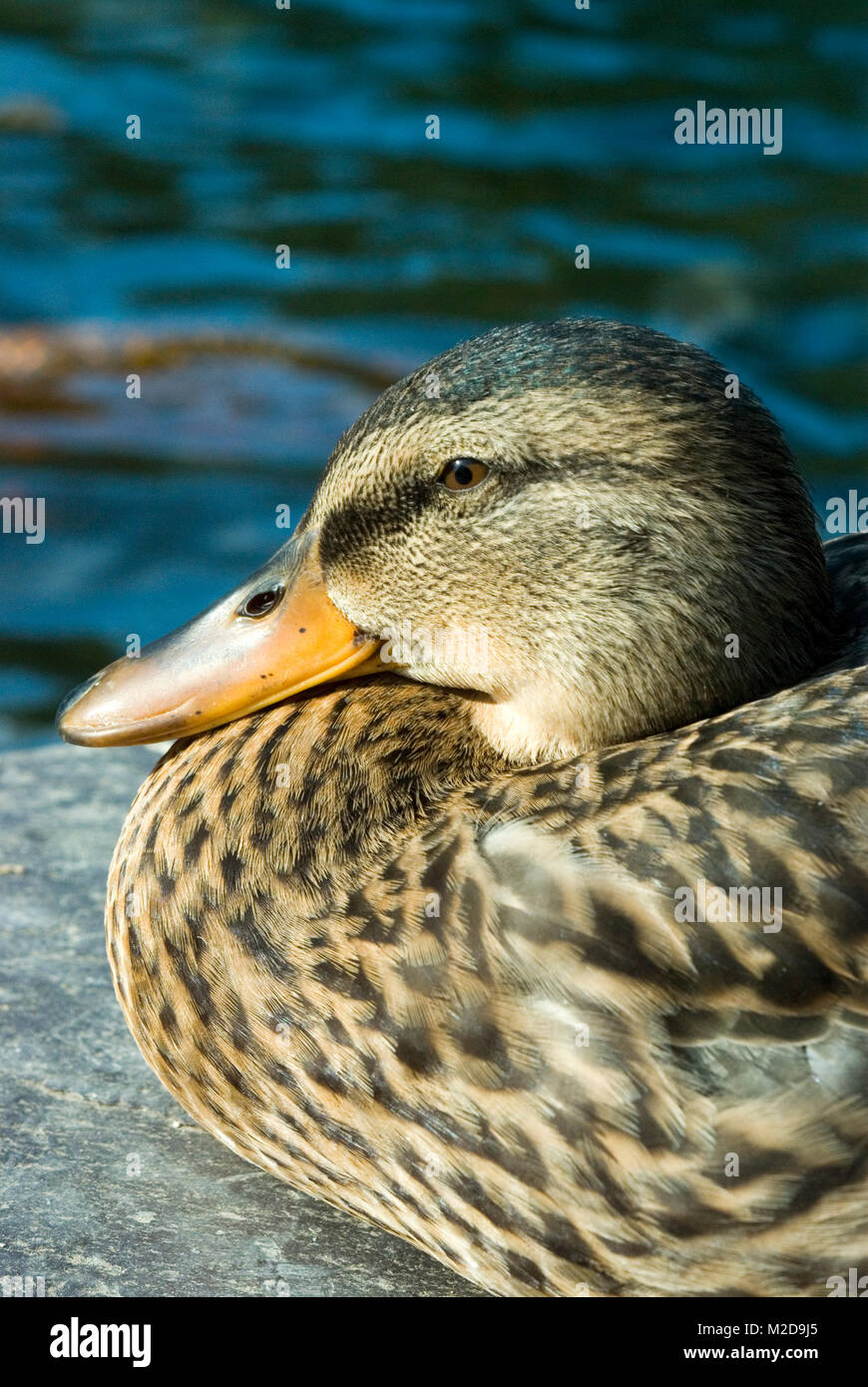Mallard duck bird hi-res stock photography and images - Alamy