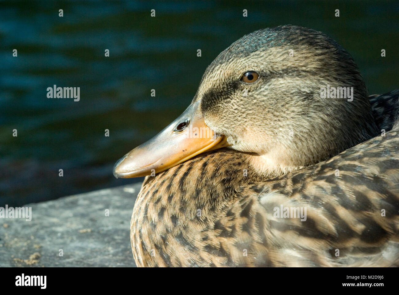 Mallard duck bird hi-res stock photography and images - Alamy