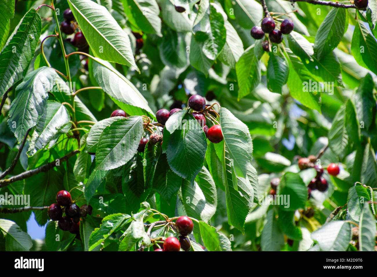 Ripe sweet cherry Stock Photo - Alamy