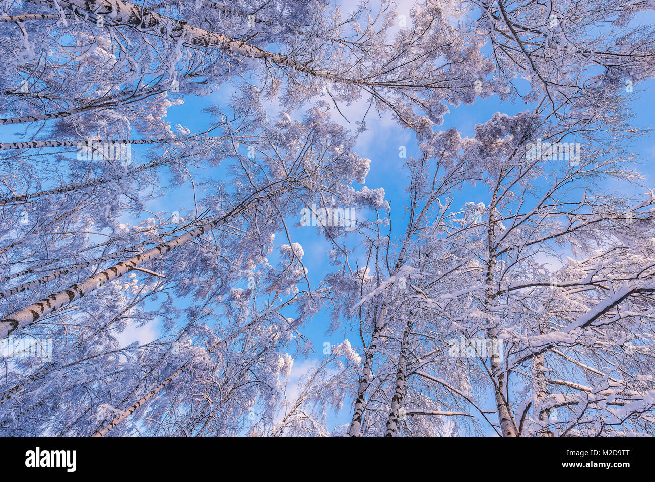 Winter view of birch trees crowns Stock Photo - Alamy