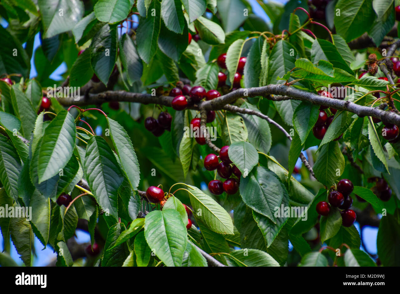 Ripe sweet cherry Stock Photo - Alamy