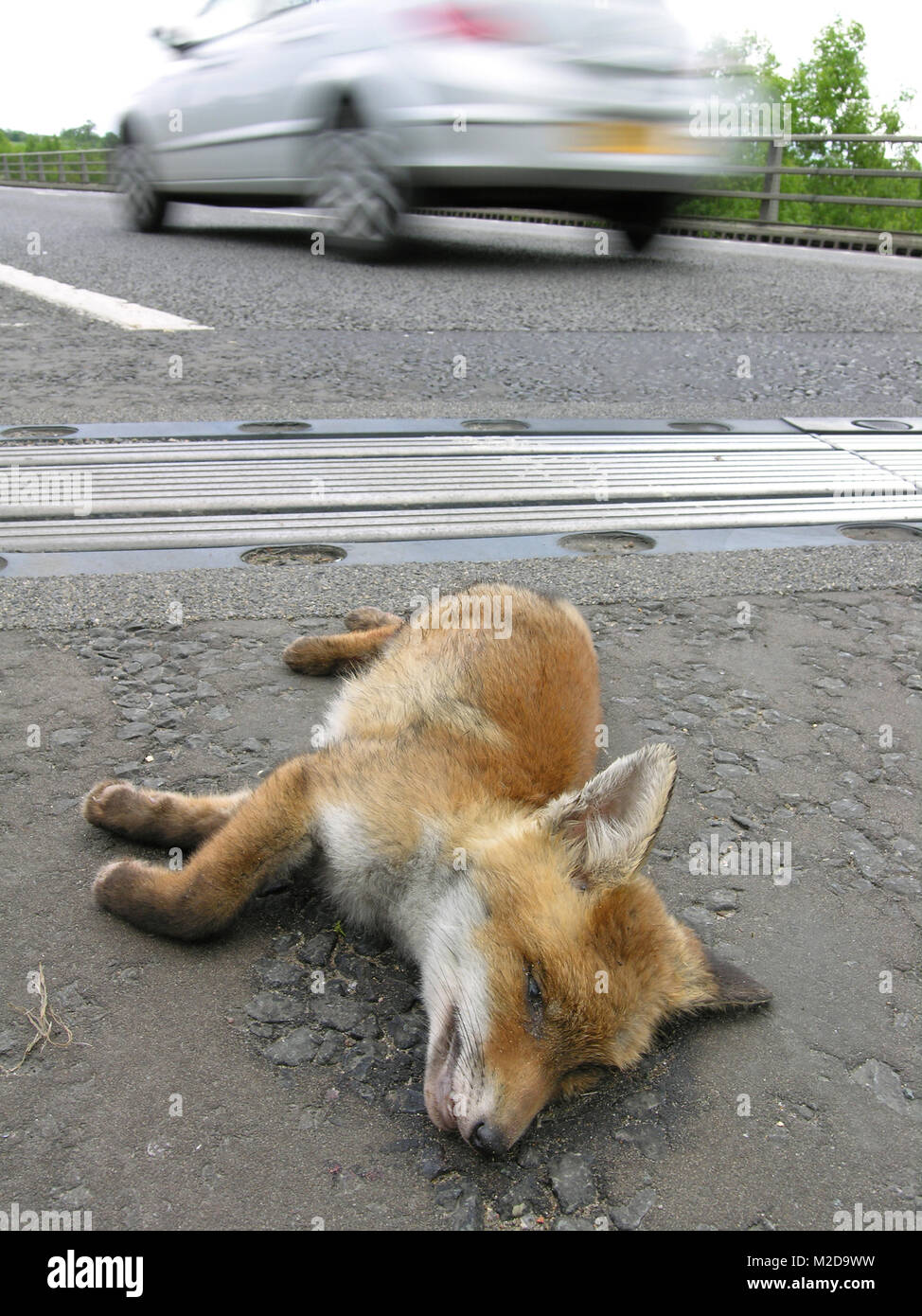 Dead Fox Cub Stock Photo - Alamy