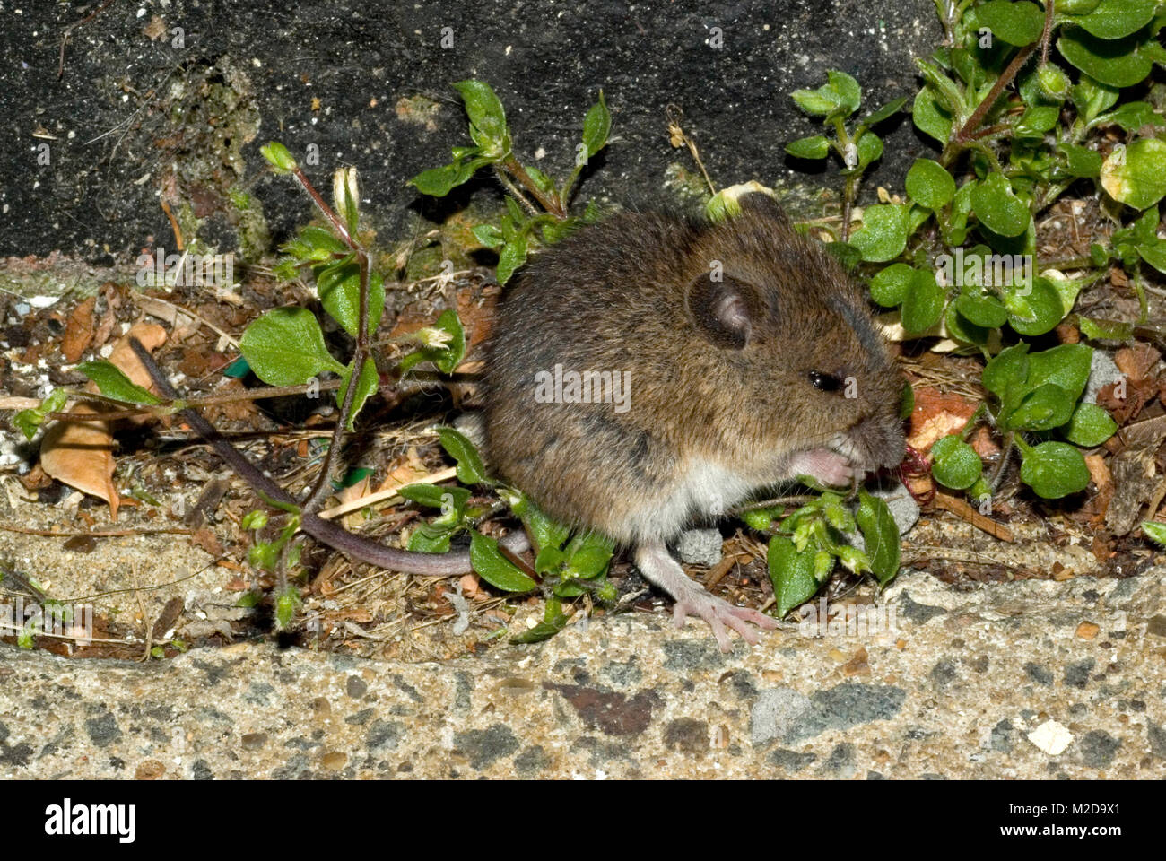 House mouse hi-res stock photography and images - Alamy
