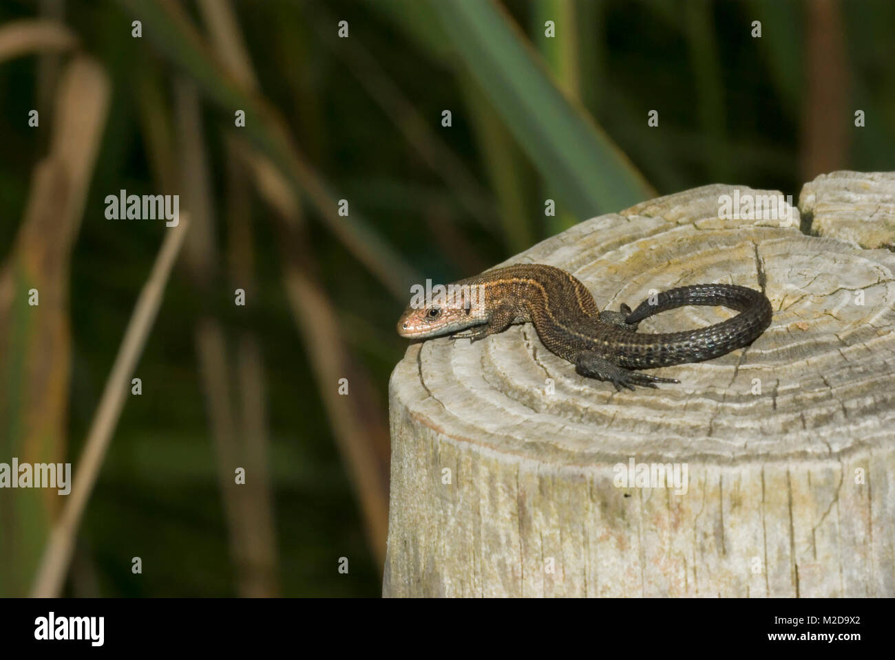 British lizard hi-res stock photography and images - Alamy