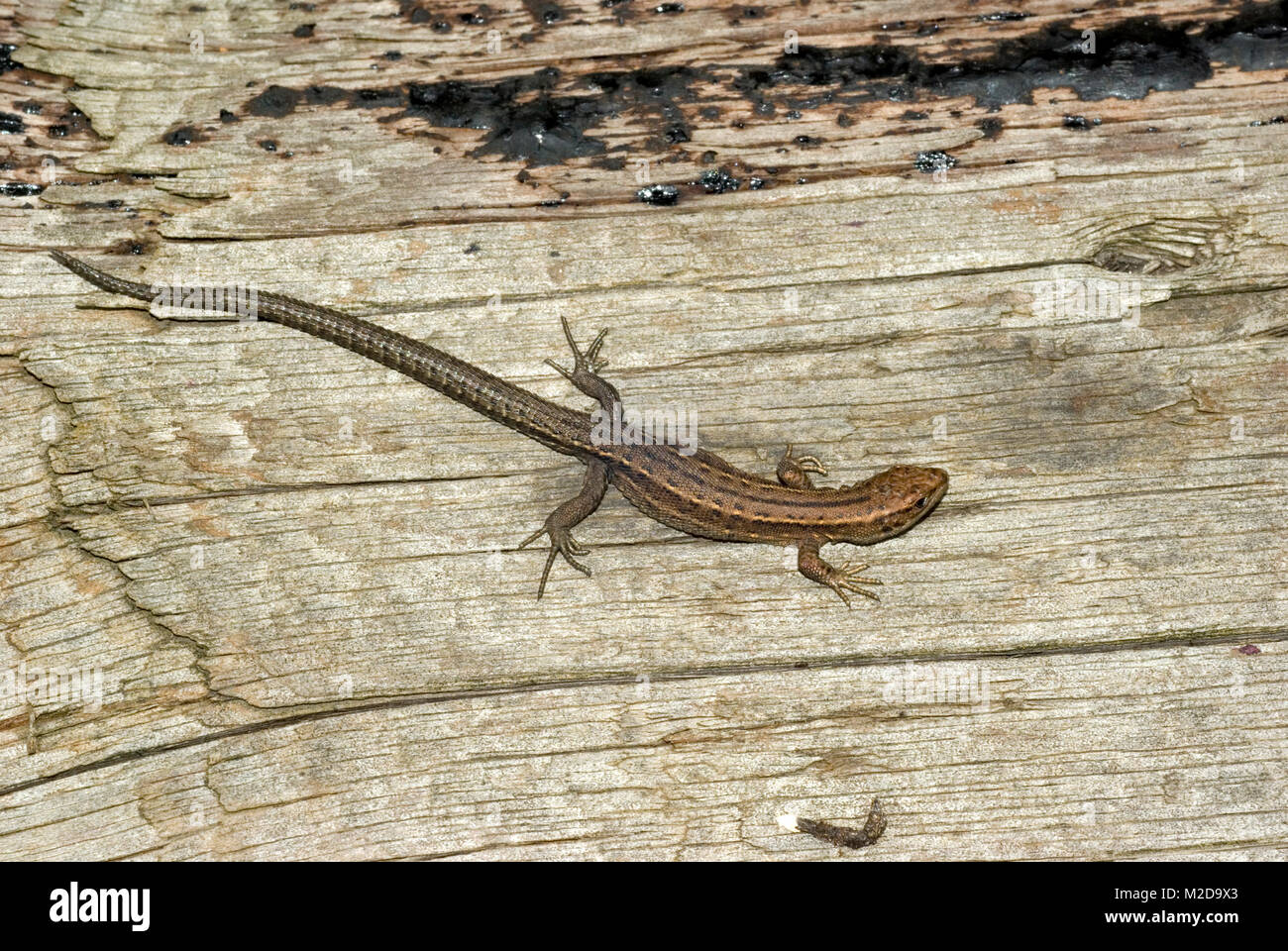 British lizard hi-res stock photography and images - Alamy