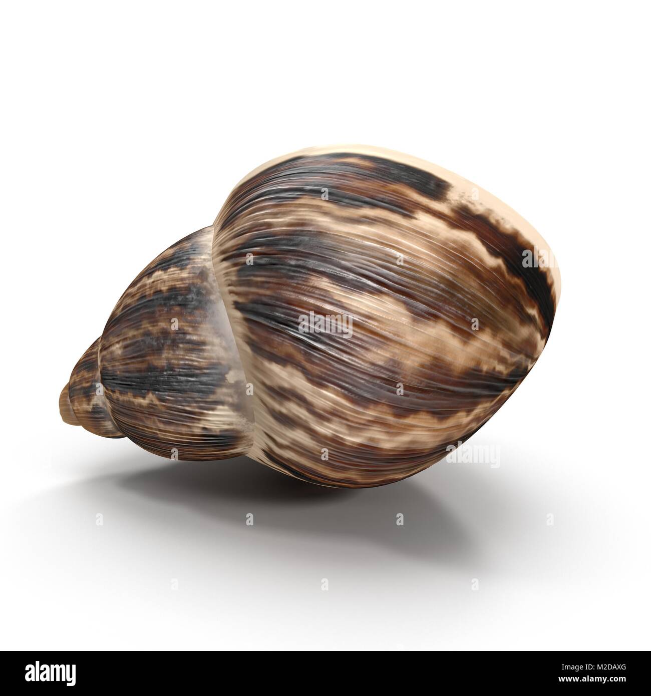 Archachatina marginata hi-res stock photography and images - Alamy