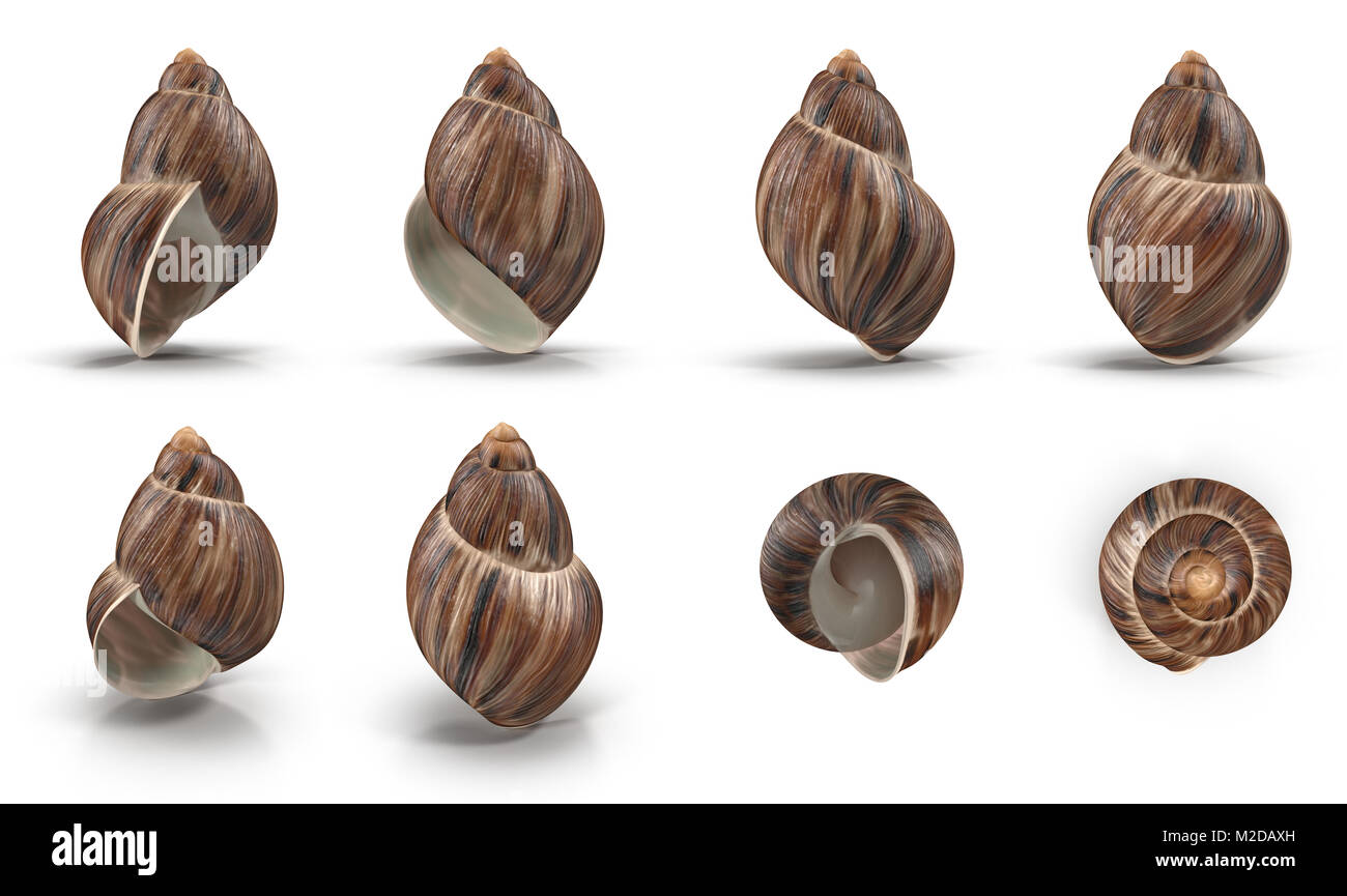Marginata Shell renders set from different angles on a white. 3D ...
