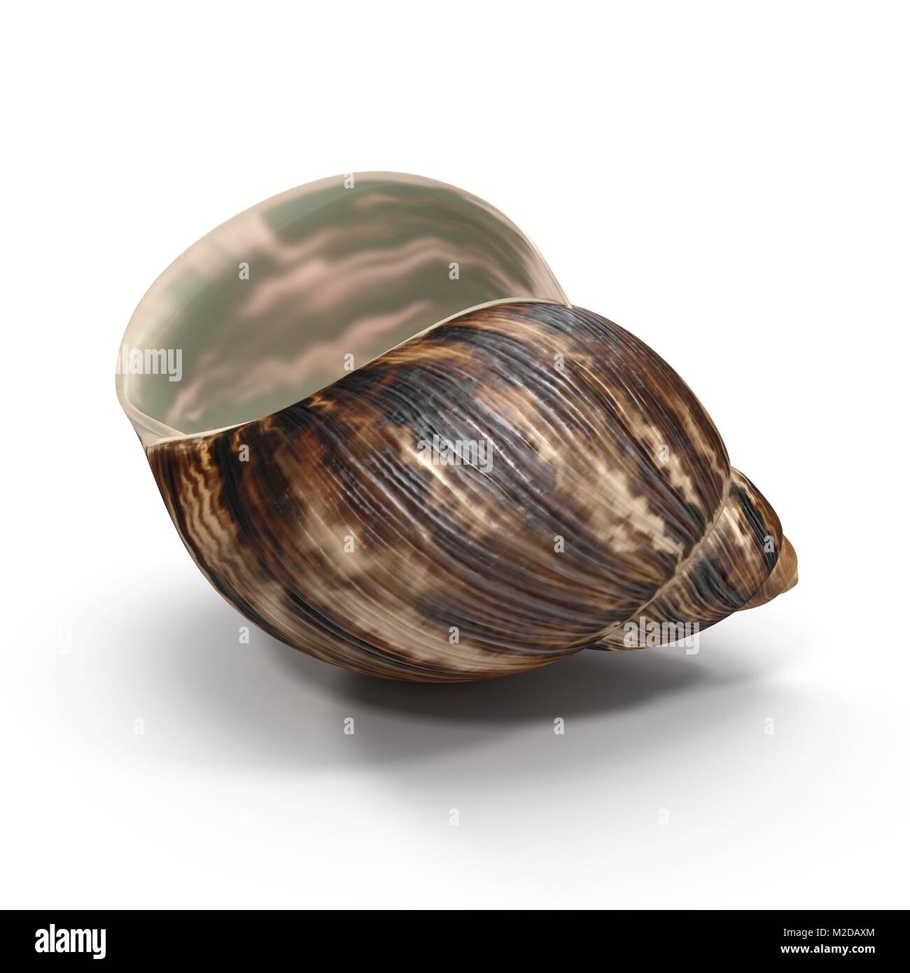Marginata Shell on white. 3D illustration Stock Photo - Alamy