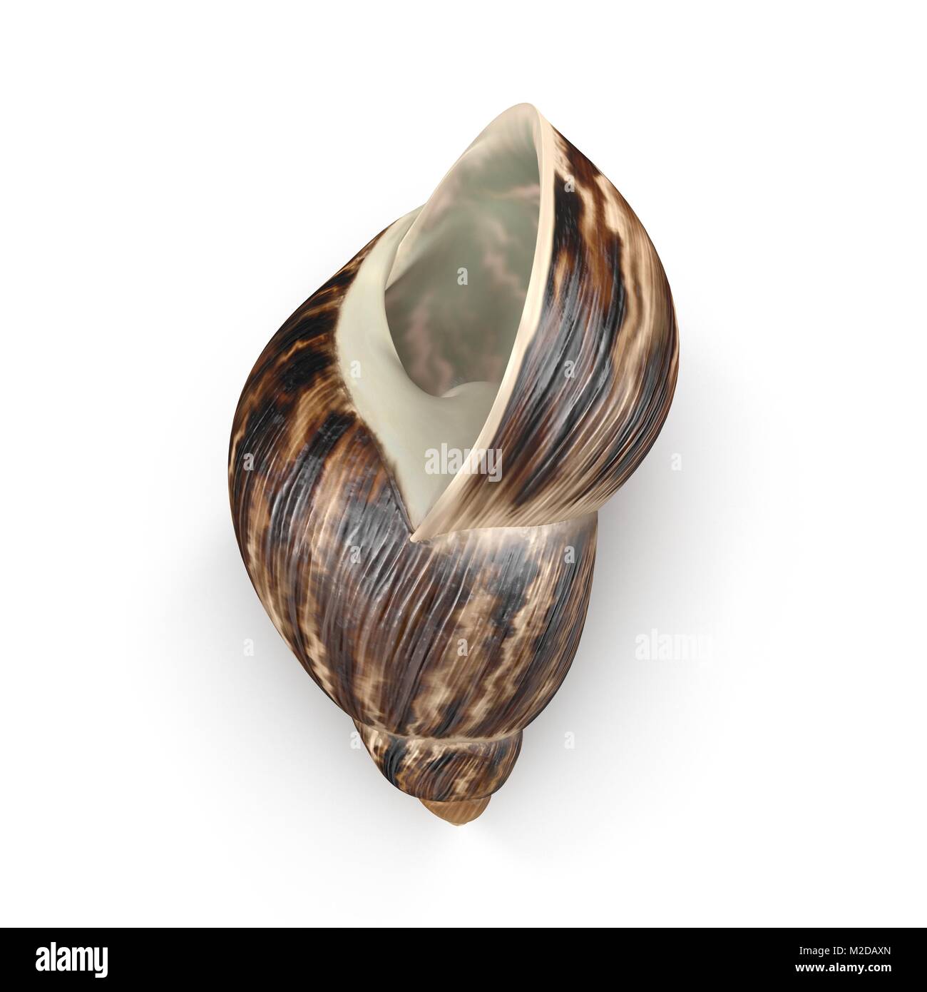 Marginata Shell on white. 3D illustration Stock Photo - Alamy