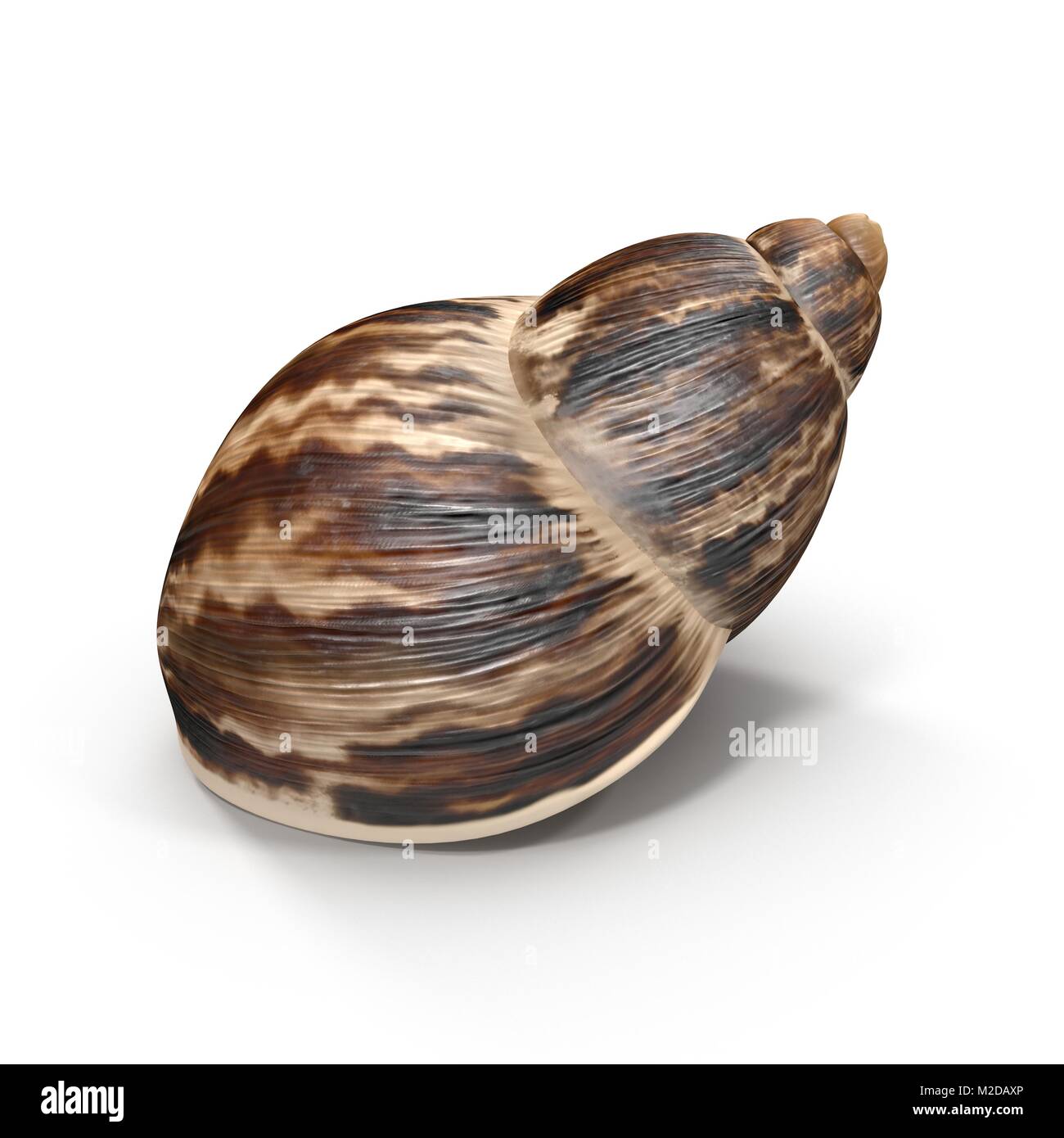 Marginata Shell on white. 3D illustration Stock Photo - Alamy