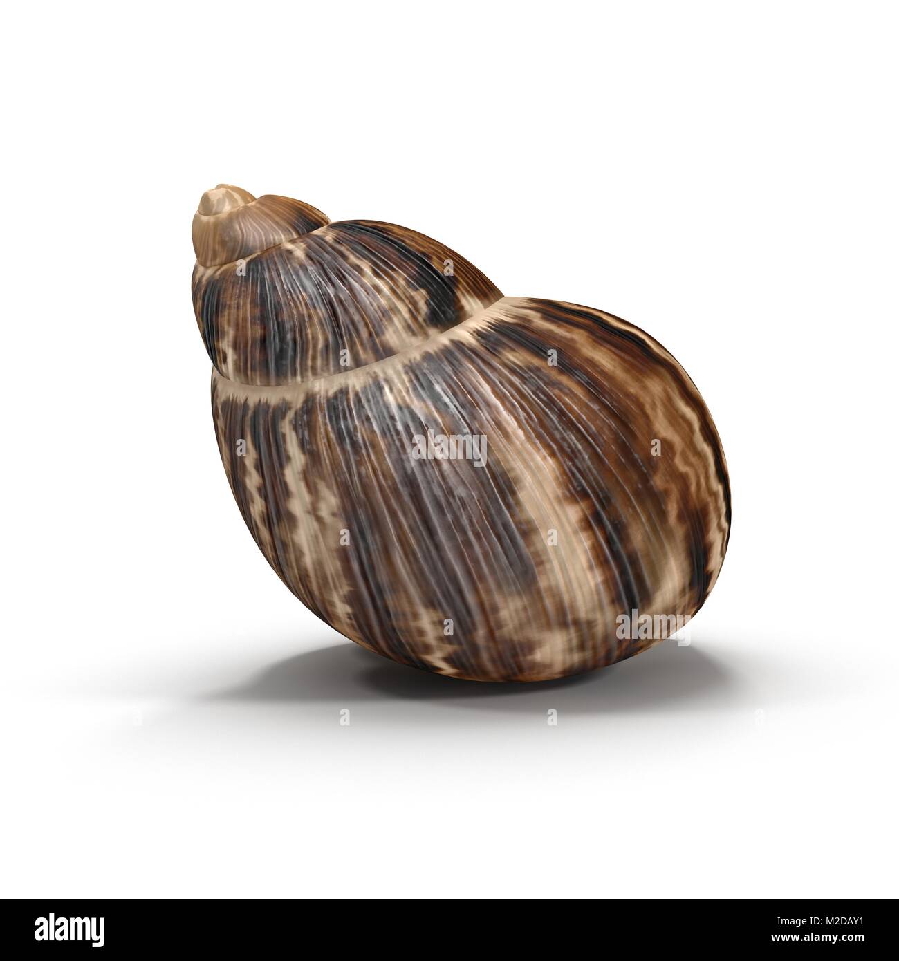 Marginata Shell on white. 3D illustration Stock Photo - Alamy