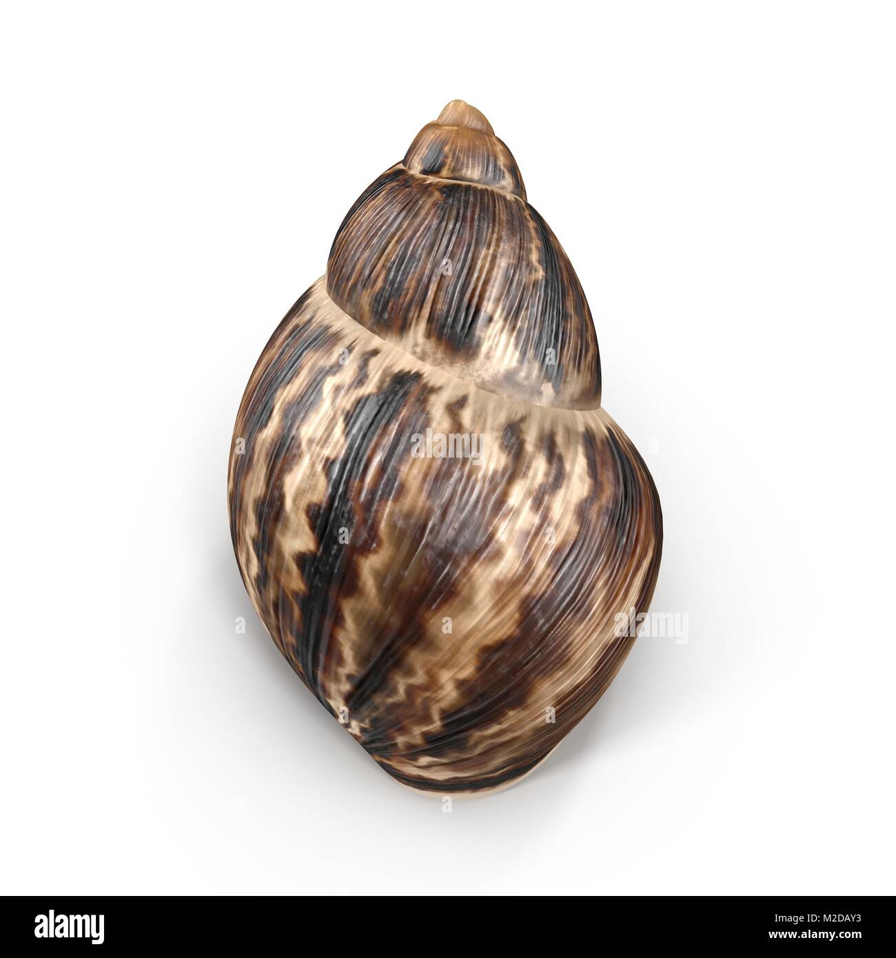 Marginata Shell on white. 3D illustration Stock Photo - Alamy