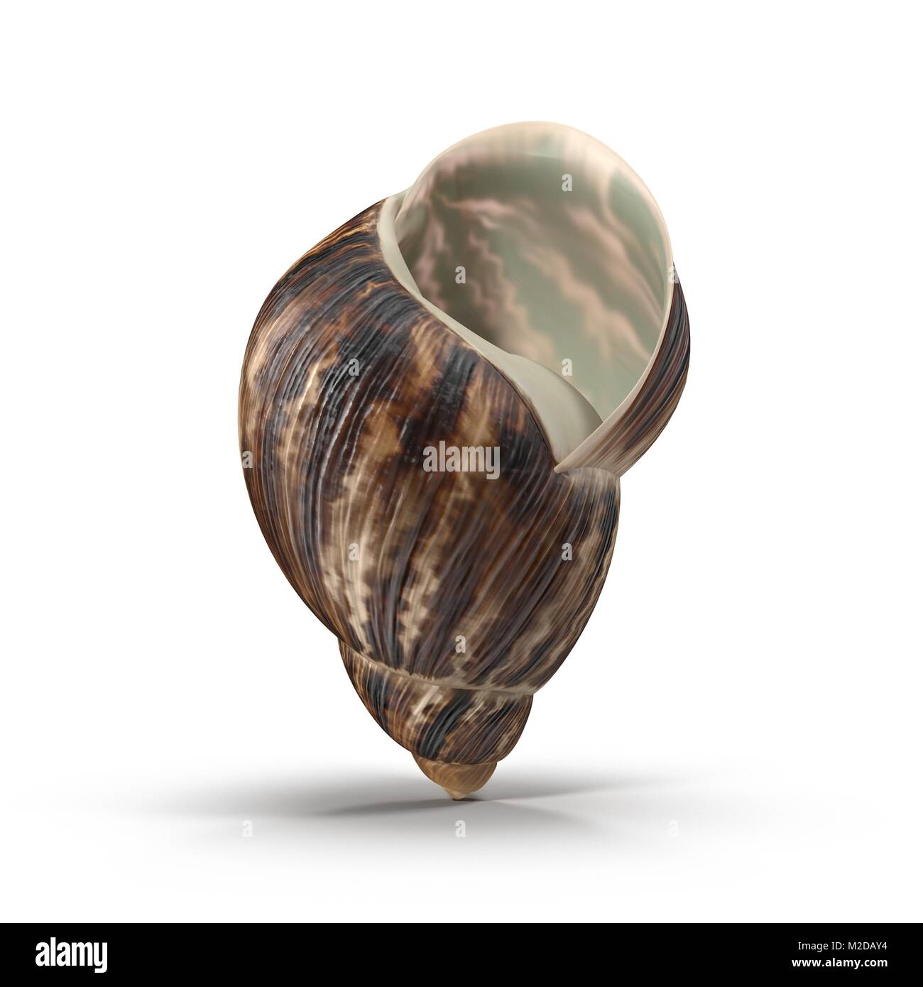 Marginata Cut Out Stock Images & Pictures - Alamy