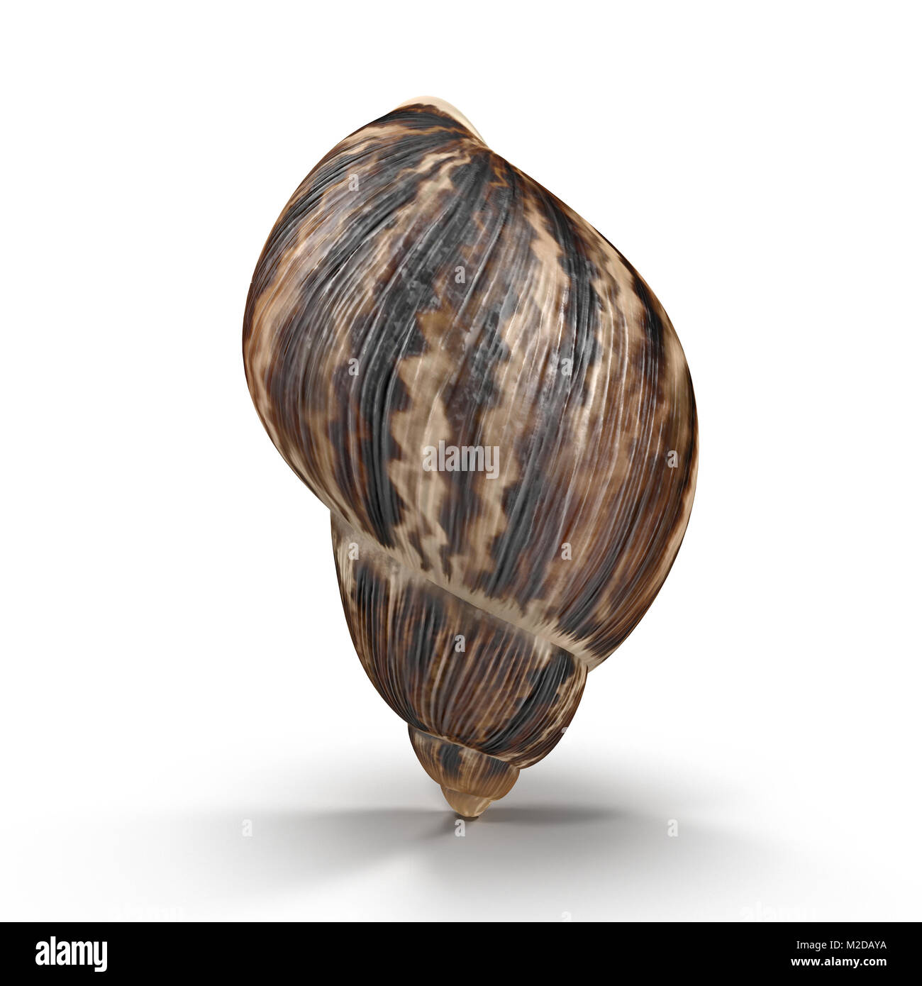 Marginata Shell on white. 3D illustration Stock Photo - Alamy