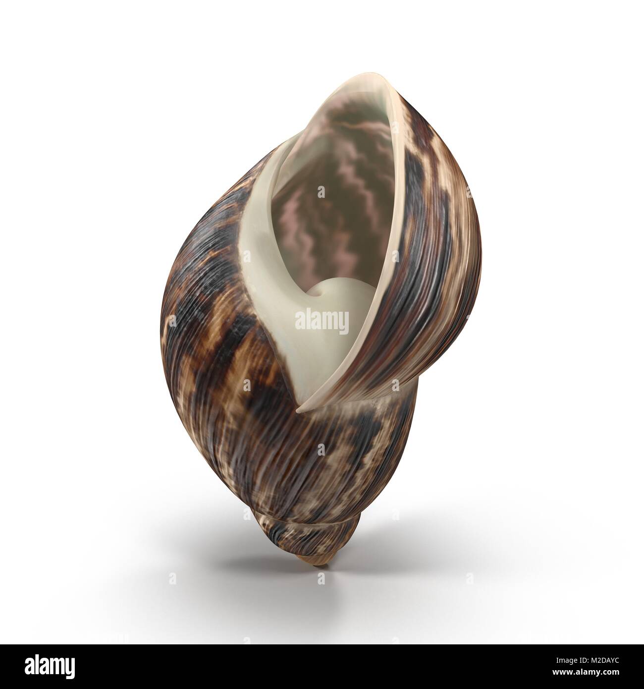 Marginata Shell on white. 3D illustration Stock Photo - Alamy