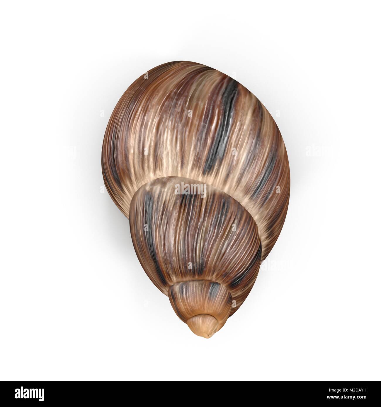 Marginata Shell on white. 3D illustration Stock Photo - Alamy