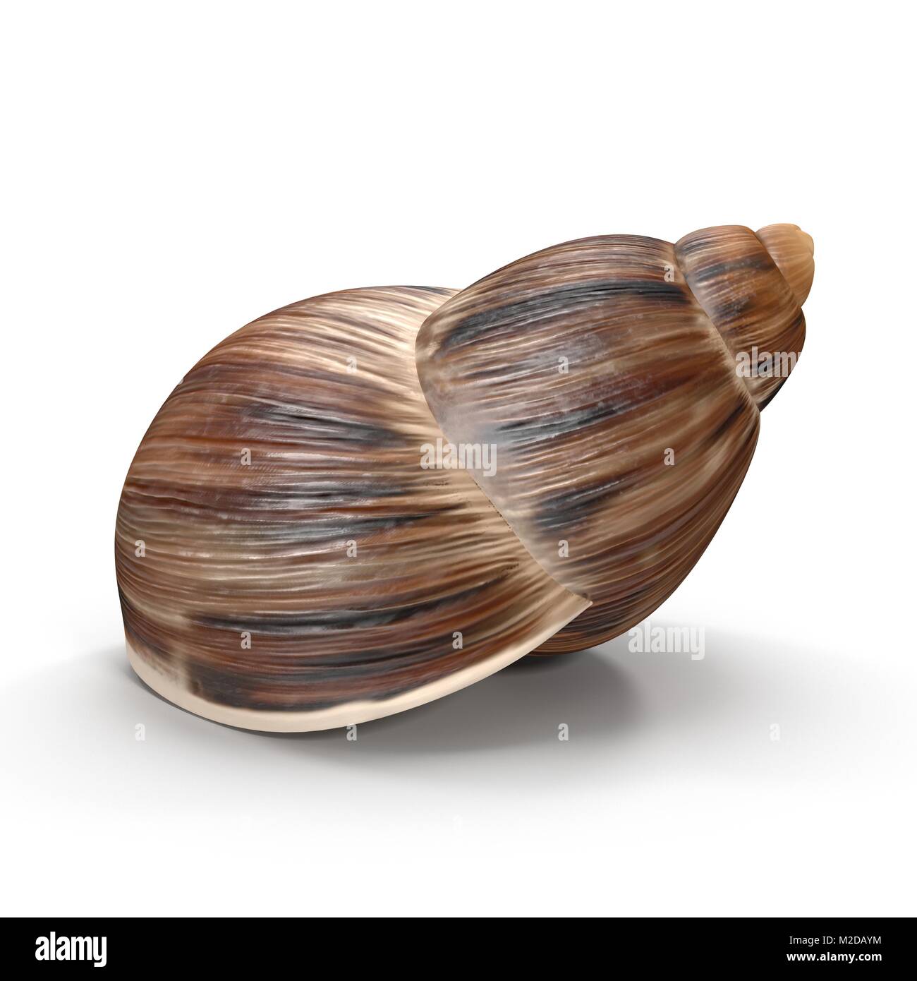 Archachatina marginata hi-res stock photography and images - Alamy