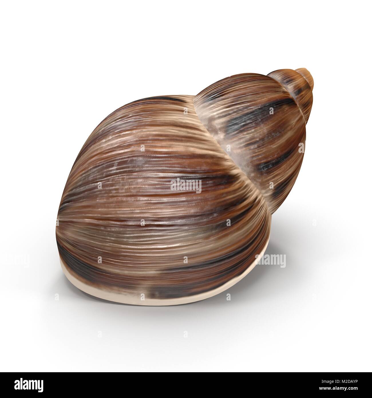 African sea shell Cut Out Stock Images & Pictures - Alamy