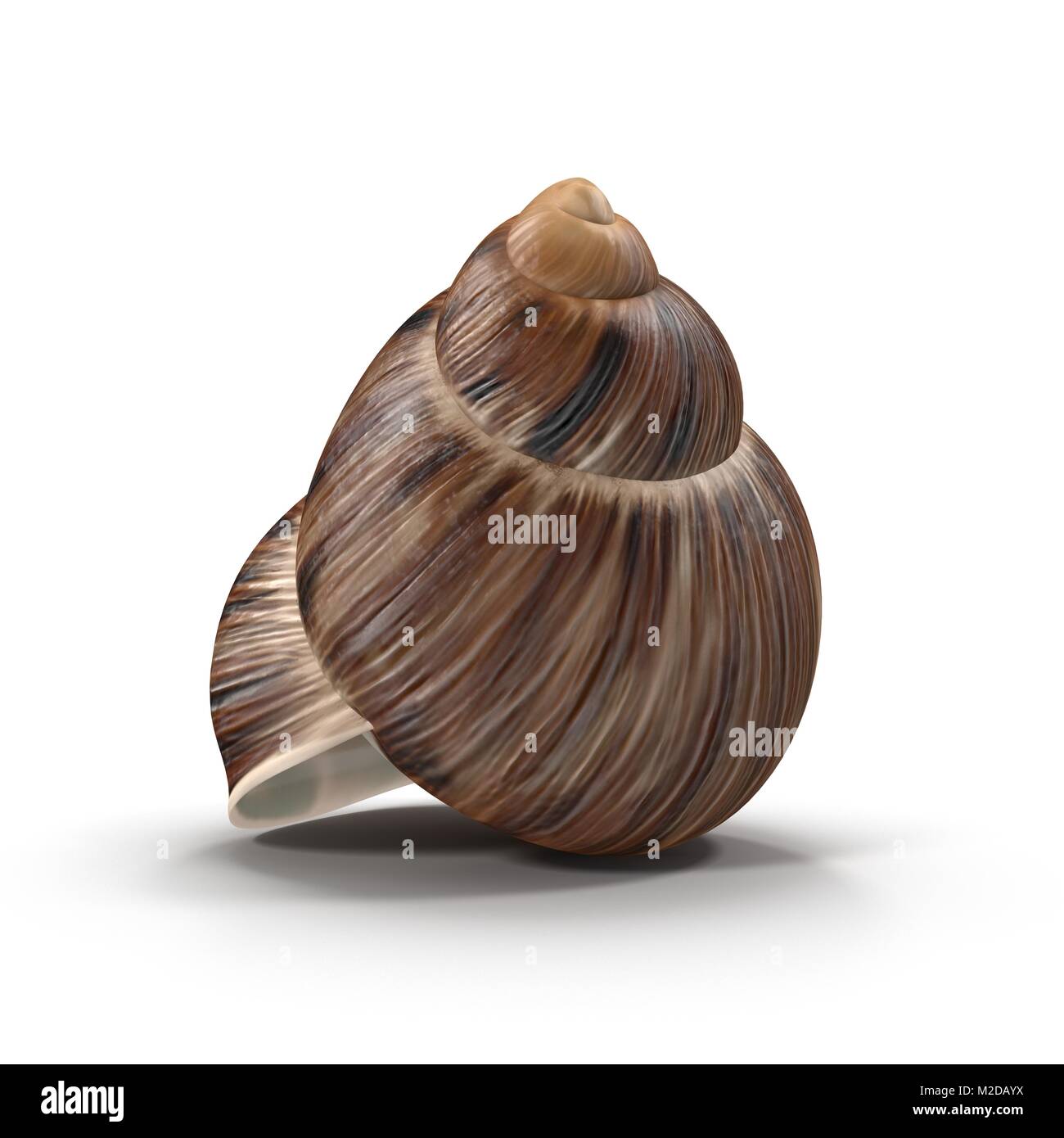 Marginata Shell on white. 3D illustration Stock Photo - Alamy