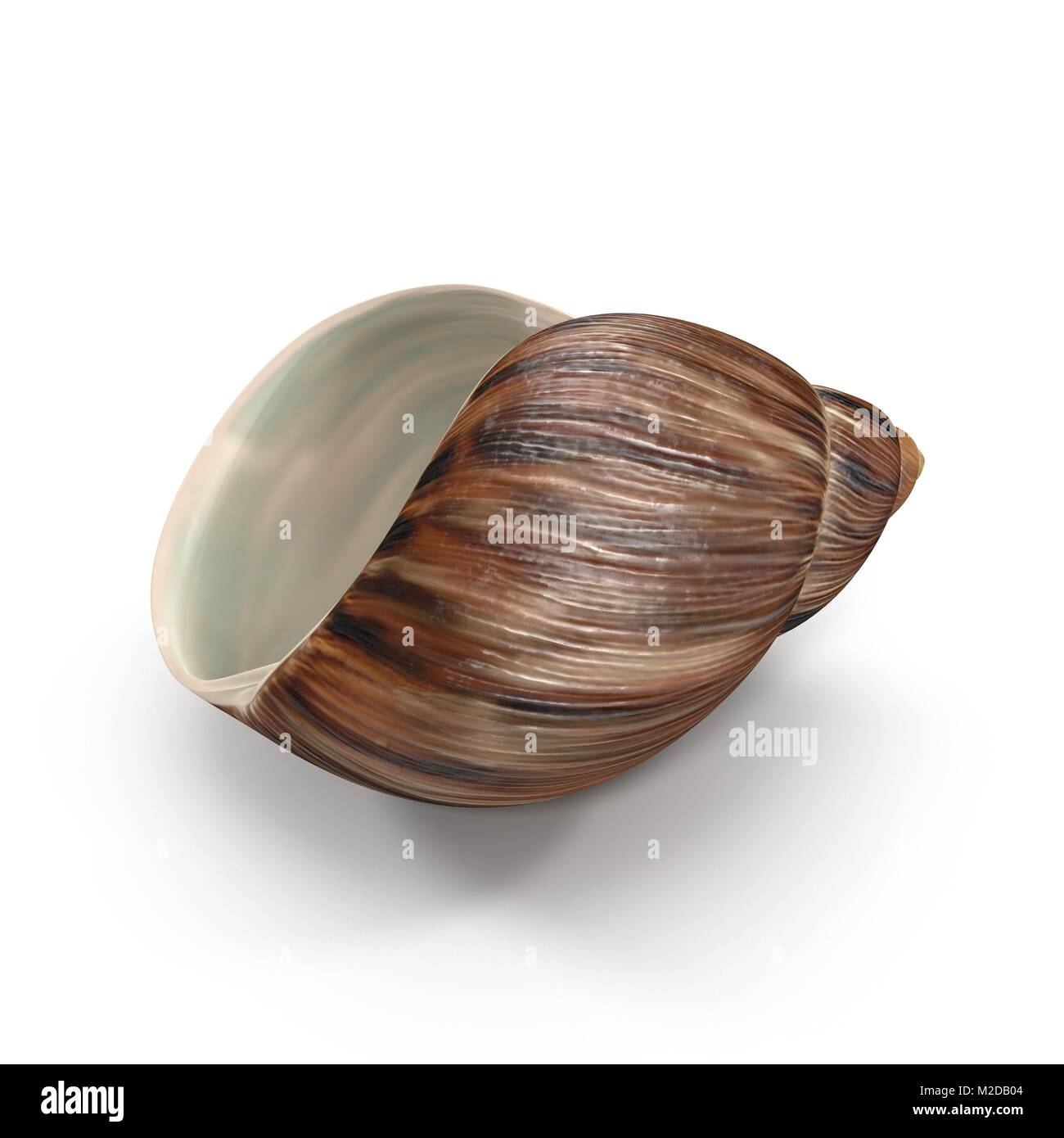 Marginata Shell on white. 3D illustration Stock Photo - Alamy