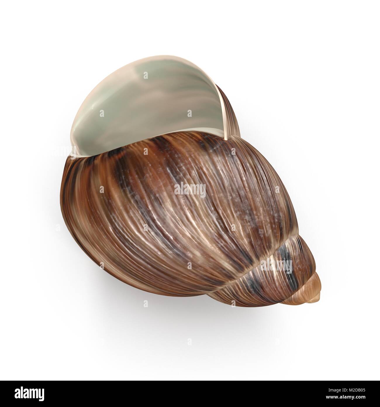 African sea shell Cut Out Stock Images & Pictures - Alamy