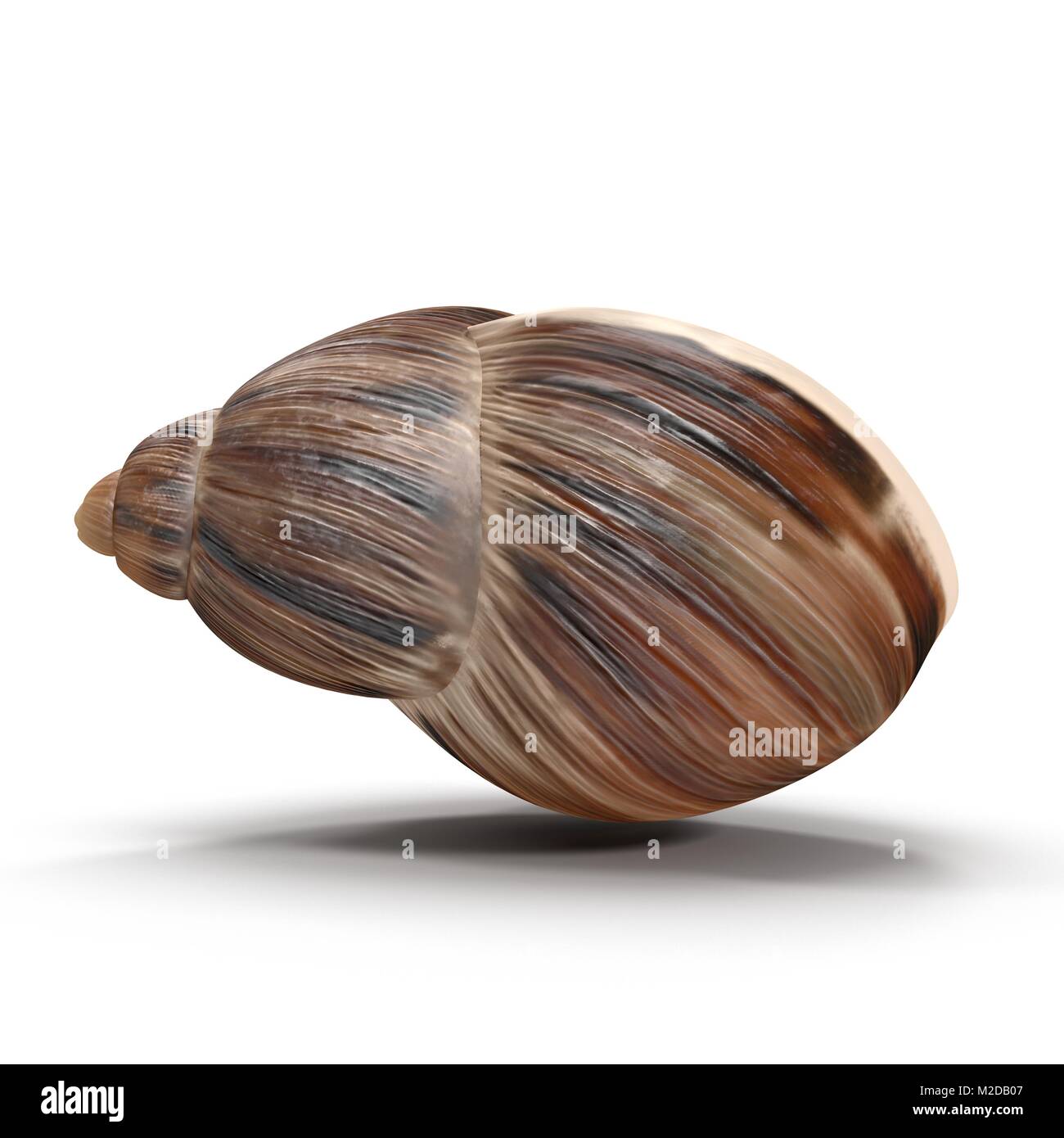 Marginata Shell on white. 3D illustration Stock Photo - Alamy