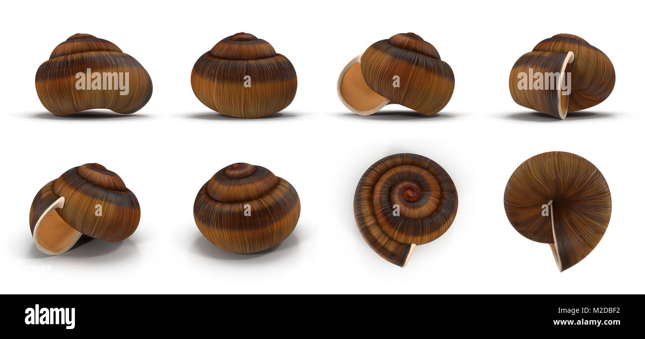 single empty snail shell renders set from different angles on a Stock ...