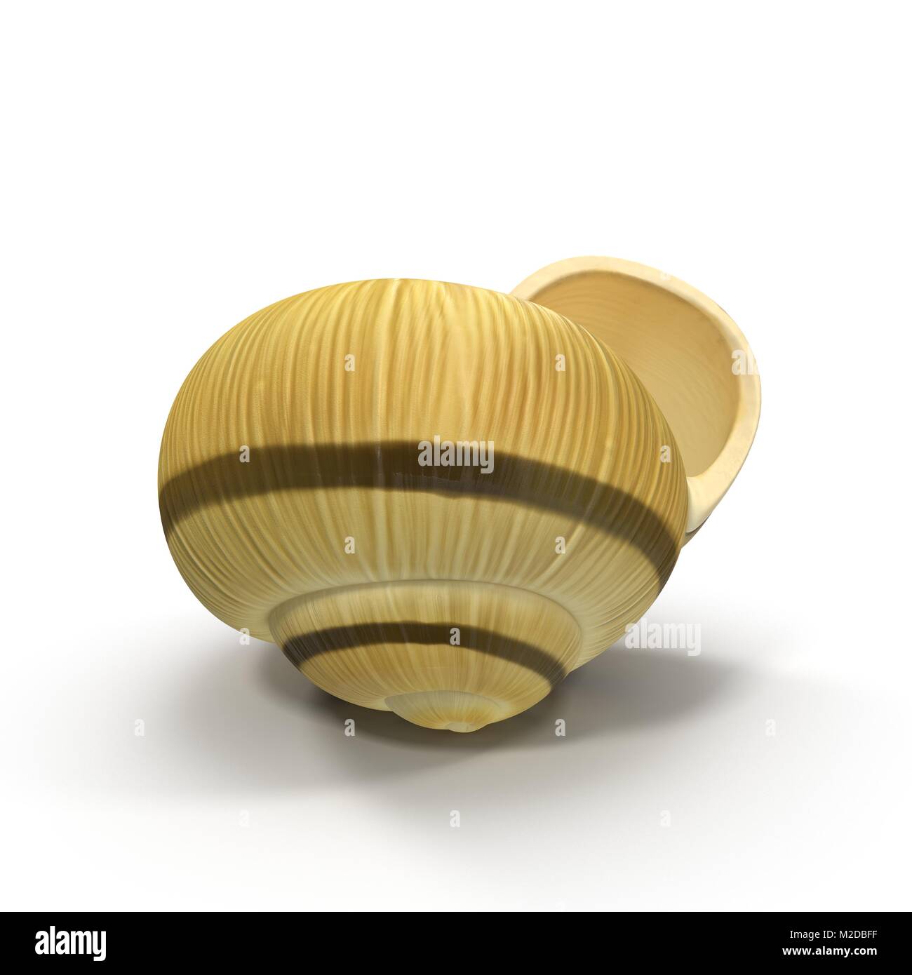 Calcium shells Cut Out Stock Images & Pictures - Alamy