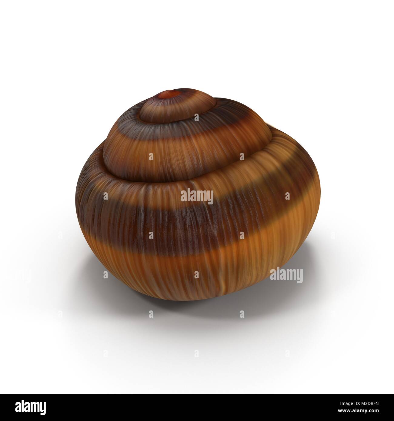 Empty garden snail shells Cut Out Stock Images & Pictures - Alamy