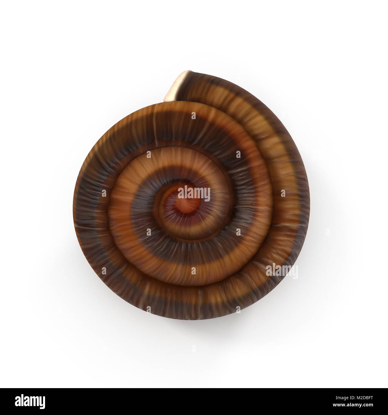 Empty garden snail shells Cut Out Stock Images & Pictures - Alamy