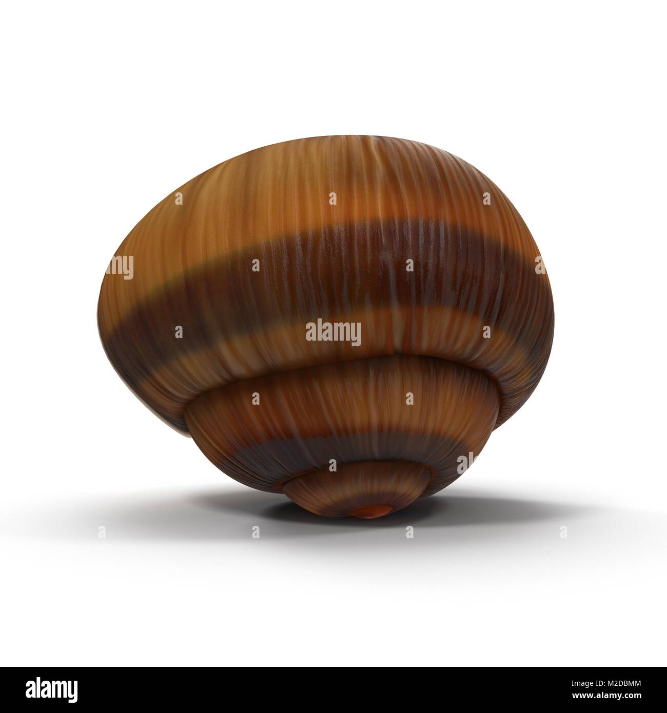 single empty snail shell isolated on white. 3D illustration Stock Photo ...