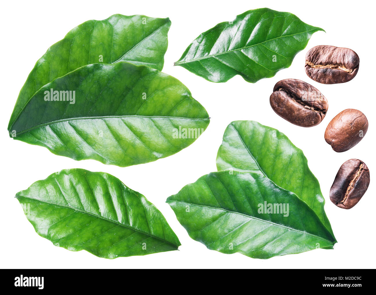 Set of coffee leaves and coffee beans on the white background Stock ...