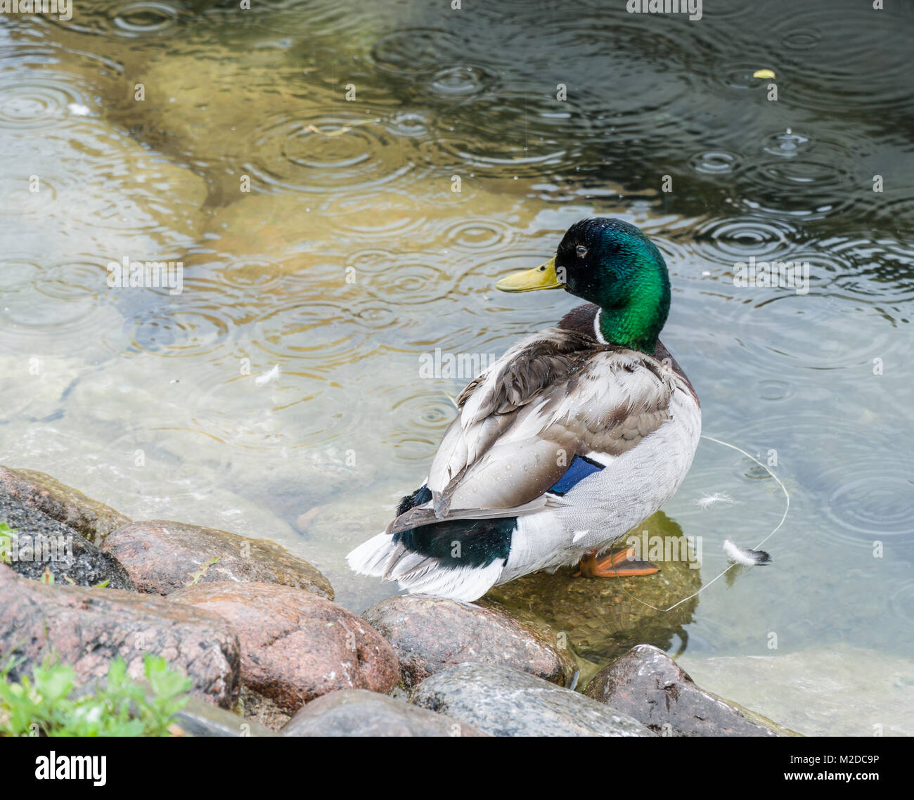 Fallen feathers hi-res stock photography and images - Alamy