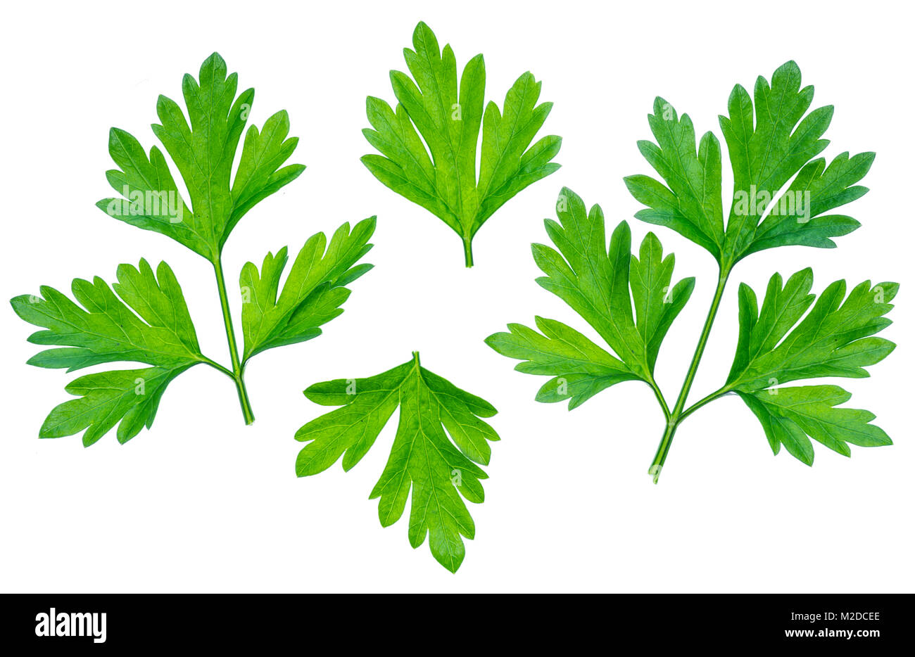 Parsley herb. Macro shot of small branch Stock Photo - Alamy