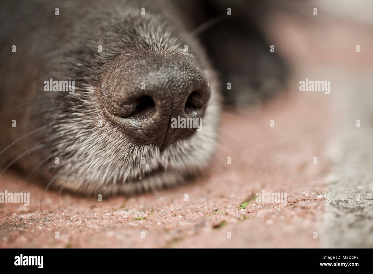 close-up of a nose of a mongrel dog Stock Photo - Alamy