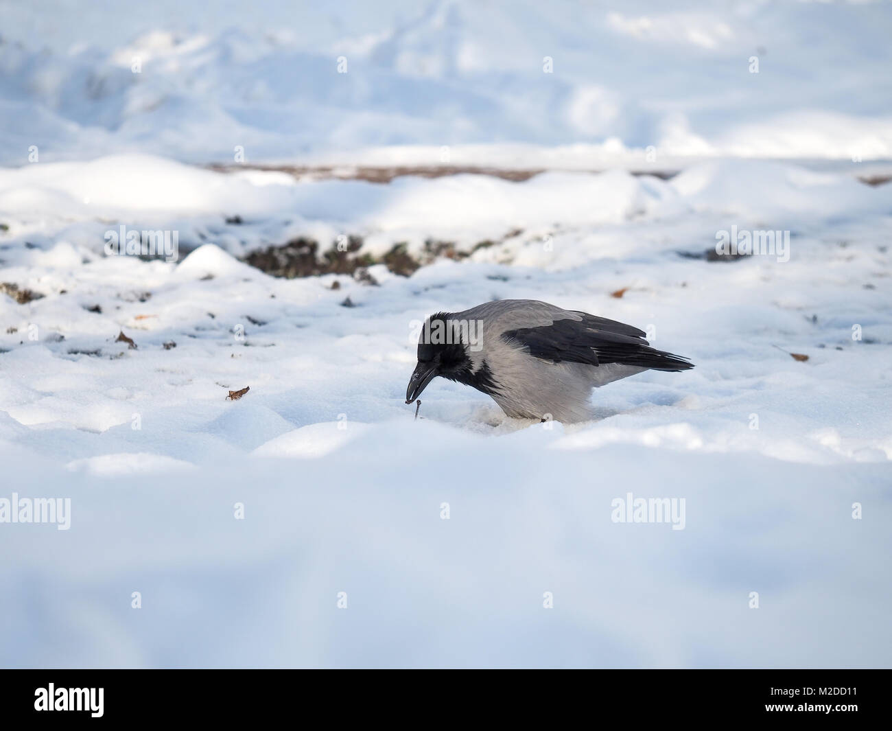 Bird crow winter in the Park. Portrait Stock Photo - Alamy