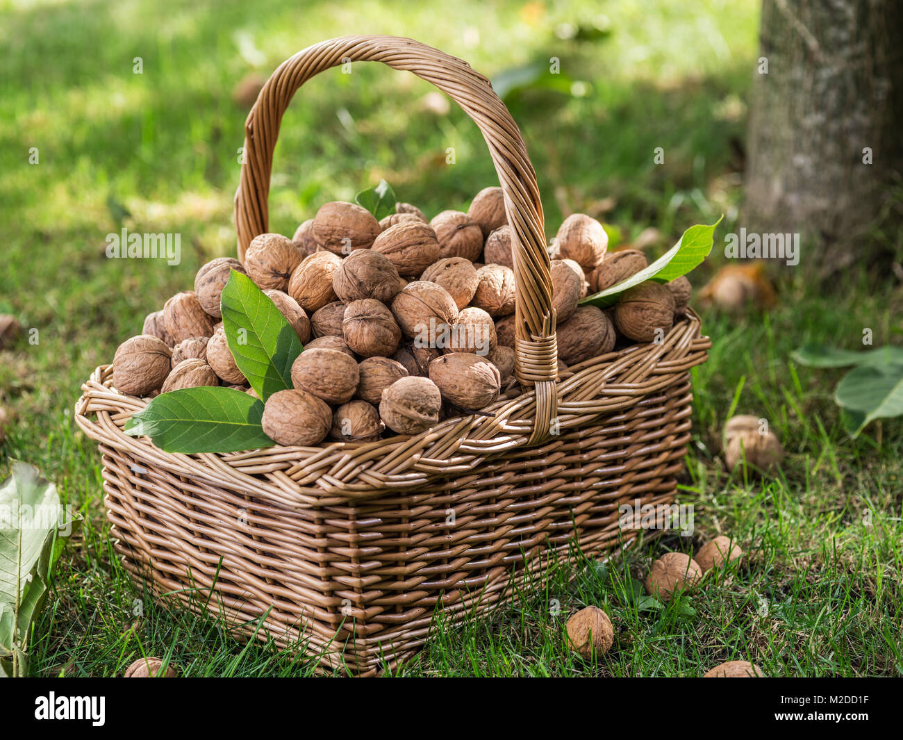 Walnut harvest. Walnuts in the basket on the green grass Stock Photo ...