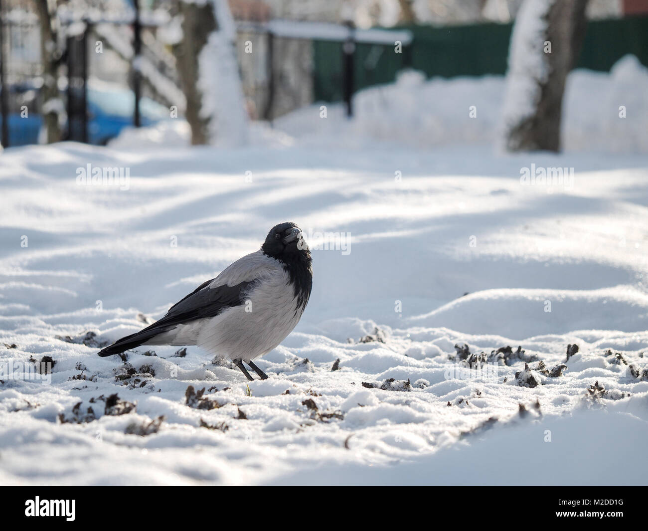 Bird crow winter in the Park. Portrait Stock Photo - Alamy