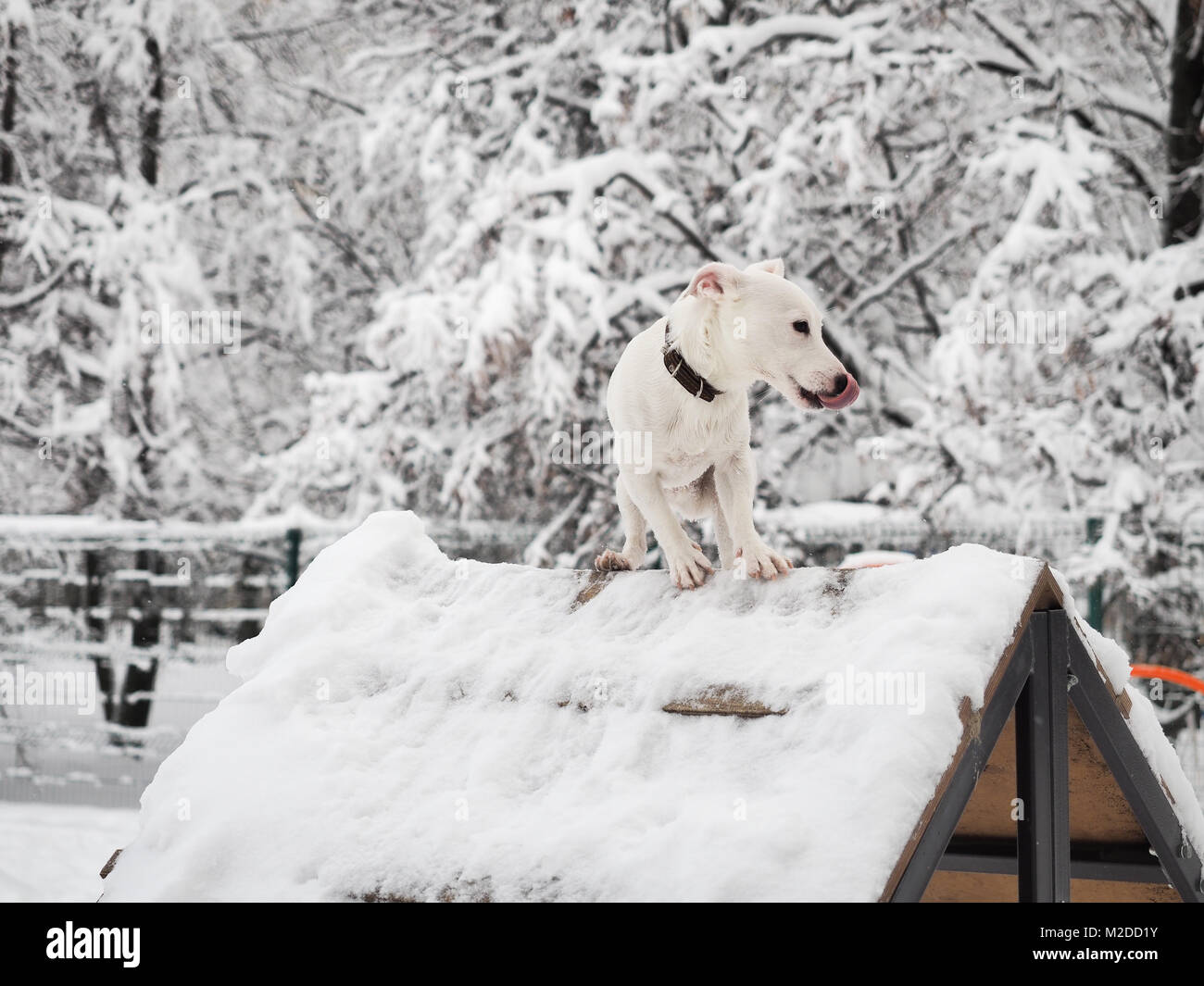 White dog on white snow background. Dog Playground Stock Photo - Alamy