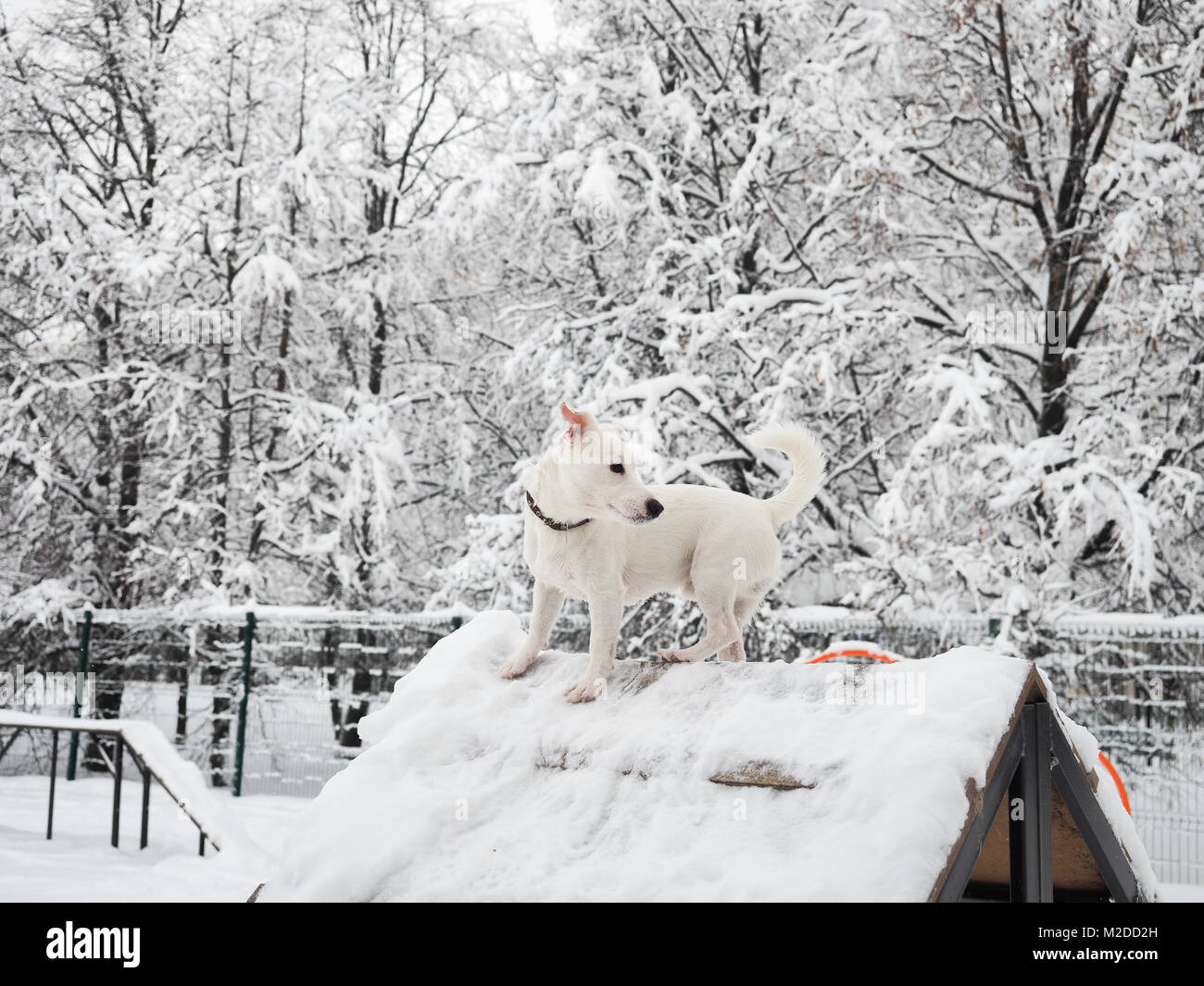White dog on white snow background. Dog Playground Stock Photo - Alamy