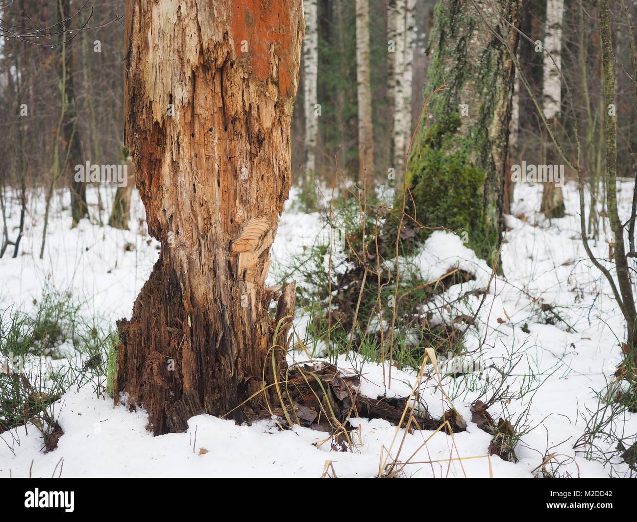 Rotten broken tree in the woods. Winter, snow Stock Photo - Alamy