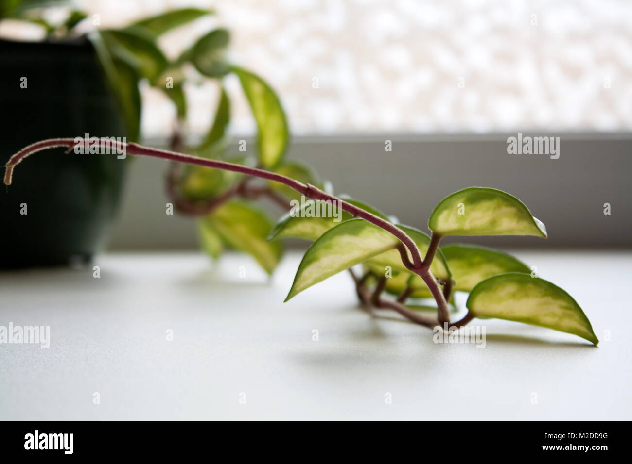 Curved stem hi-res stock photography and images - Alamy