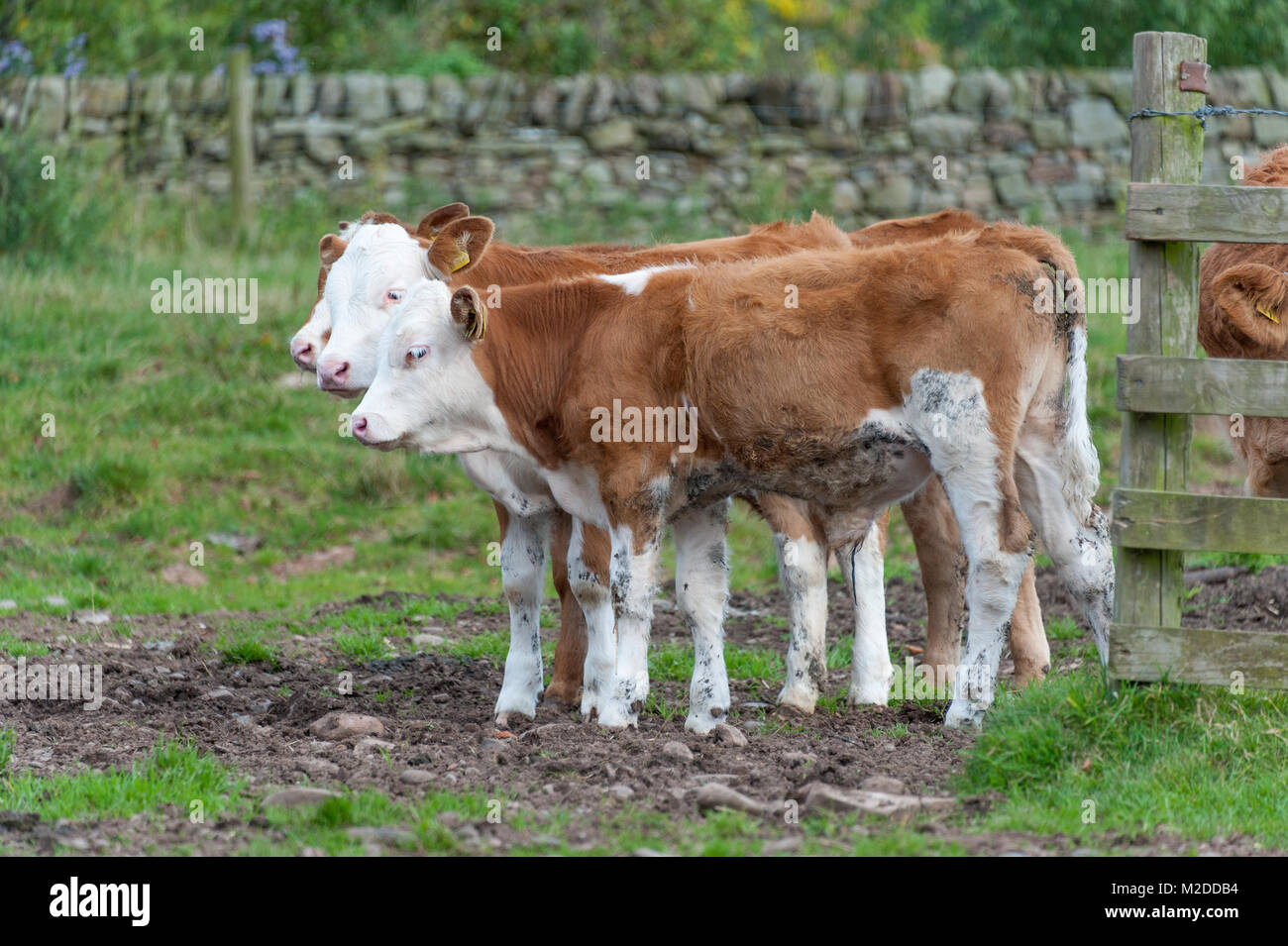 Three young calves standing close together Stock Photo - Alamy
