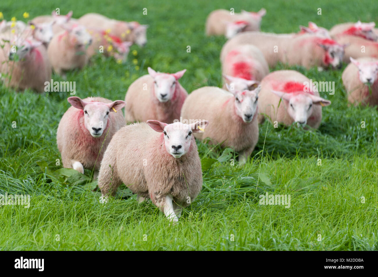 Sheep leader and flock of sheep following him Stock Photo - Alamy