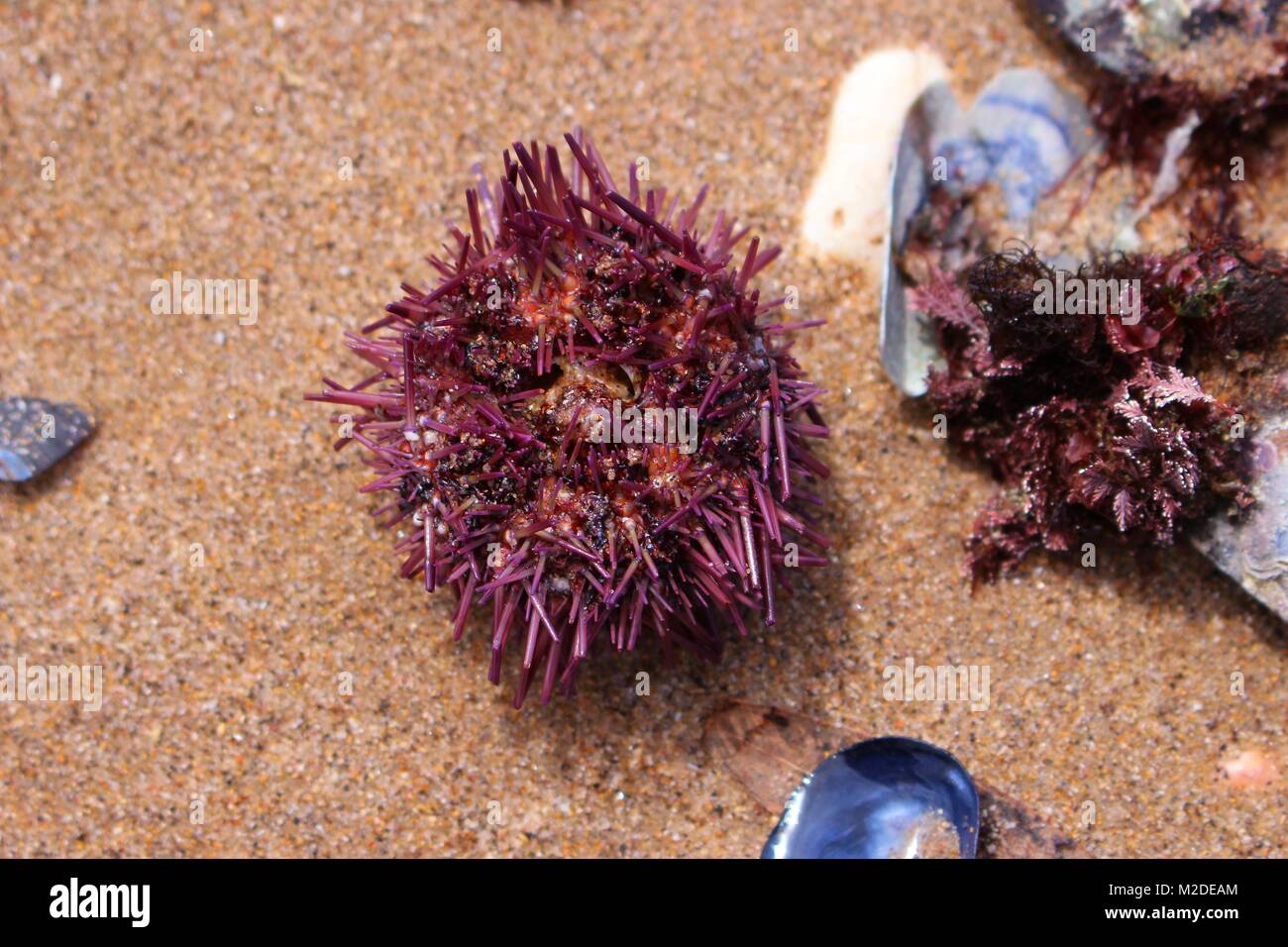 beach and the beautiful sealife Stock Photo - Alamy