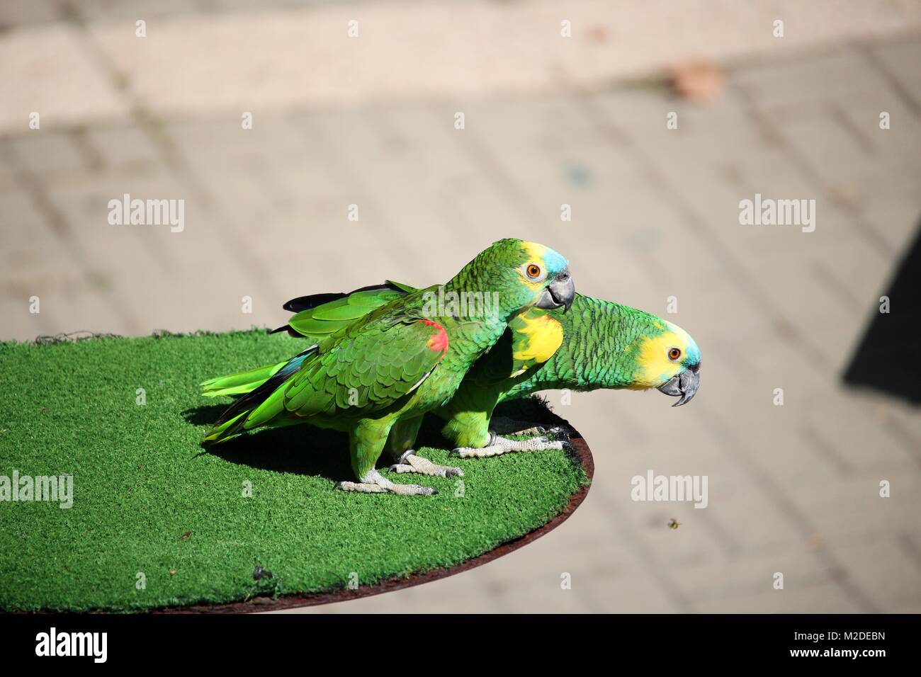 A pair of adorable small green parrots at the zoo Stock Photo - Alamy